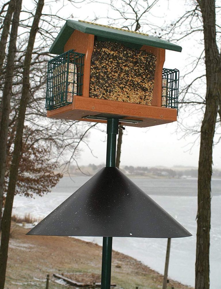 5 Best Squirrel Baffles That Will Defeat Your Squirrel Worry