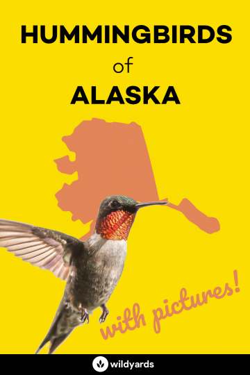 The 3 Amazing Hummingbird Species of Alaska [With Pictures]