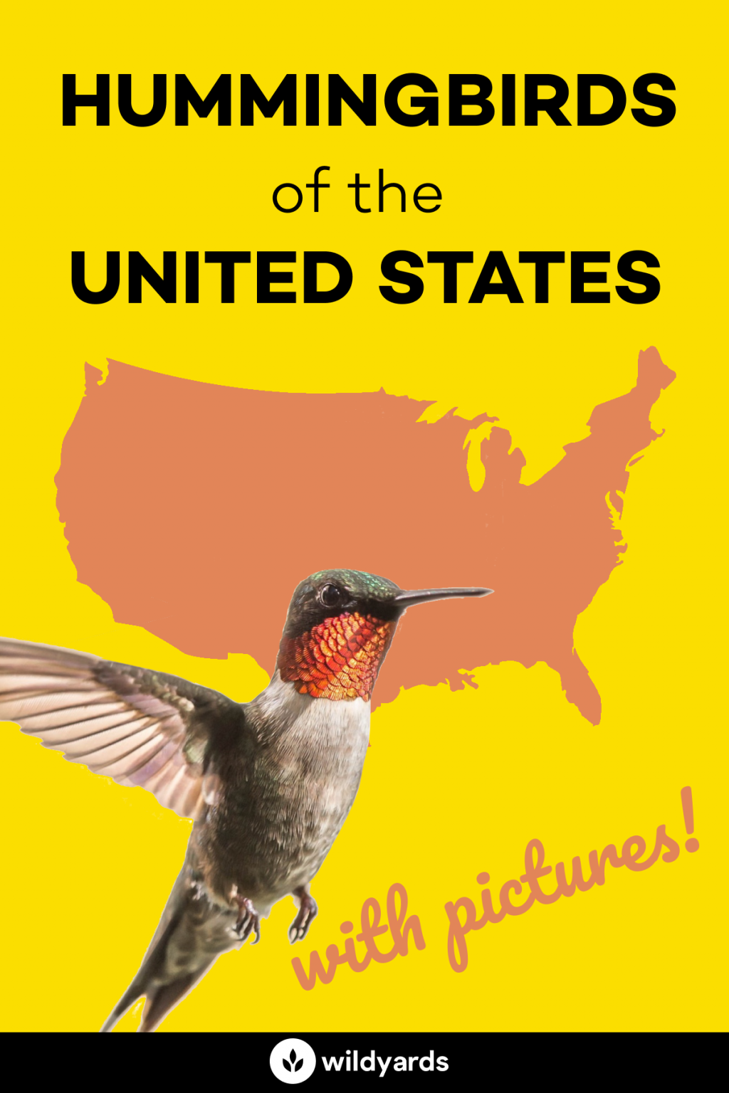 All 21 Hummingbirds in the United States [With Pictures]