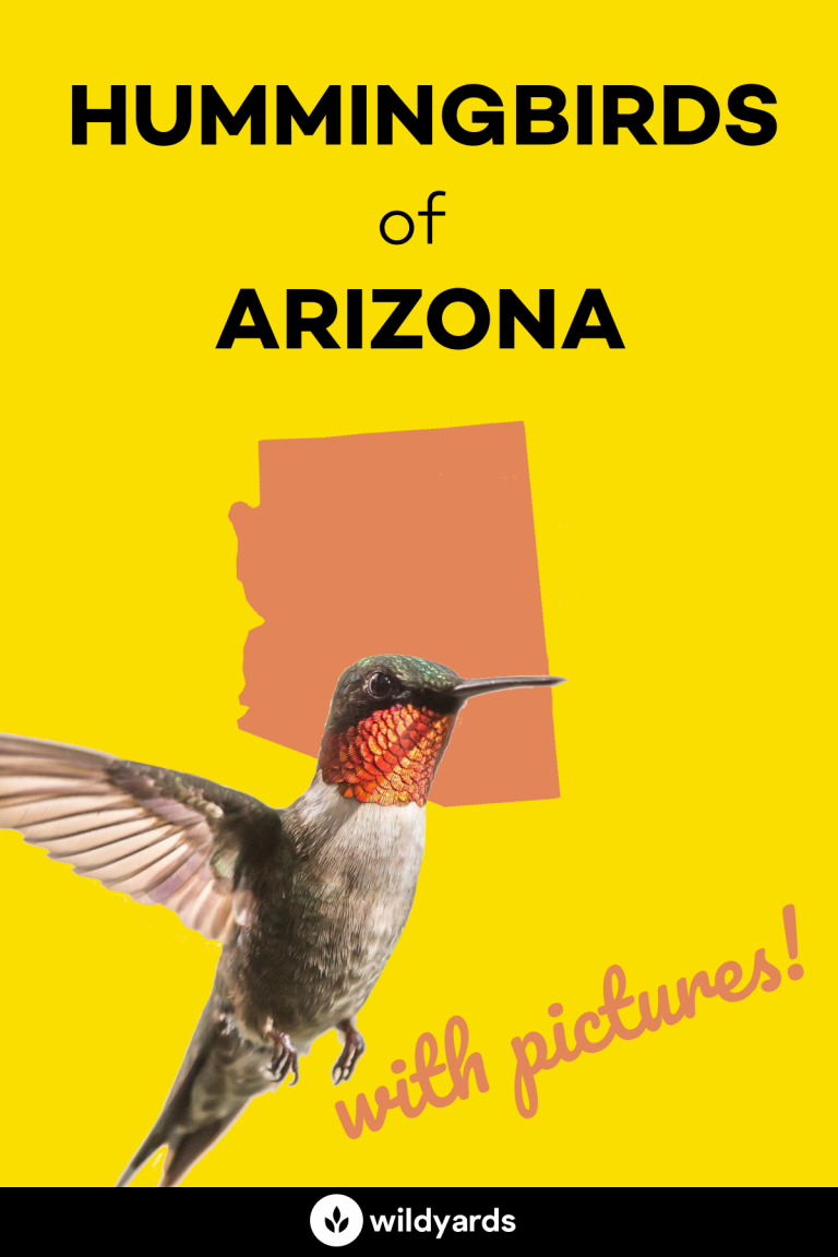 All 14 Amazing Hummingbirds of Arizona [With Pictures]
