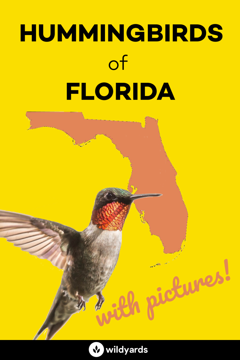 All 9 Amazing Hummingbirds in Florida [With Pictures]