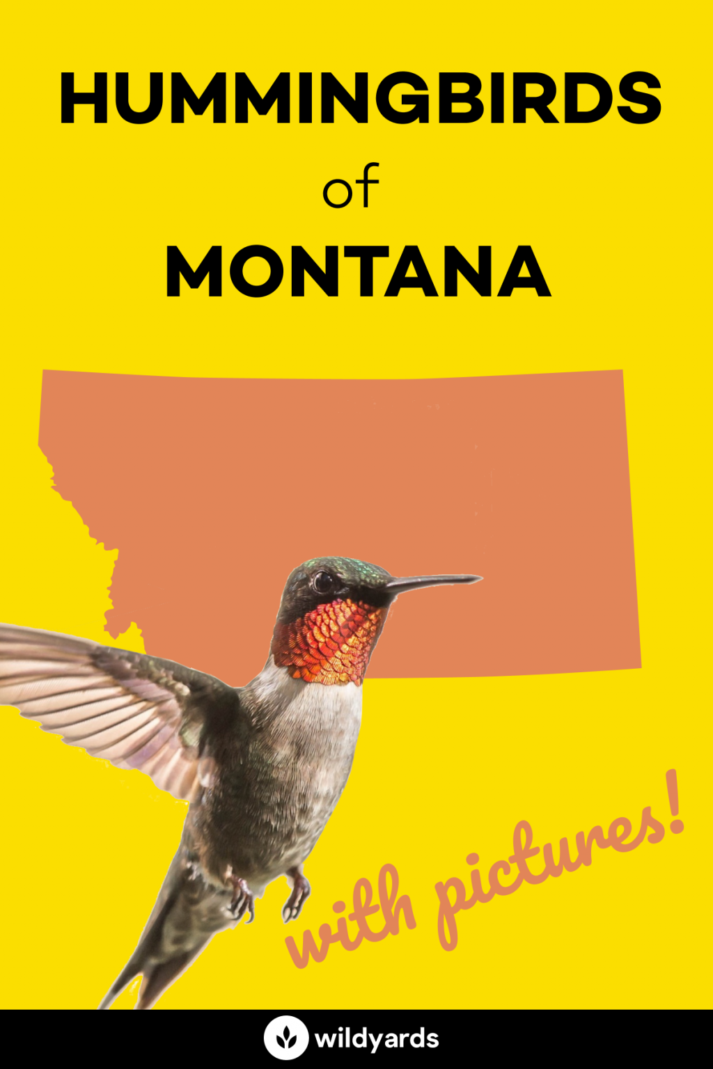 All 7 Hummingbirds in Montana [With Pictures & Maps]