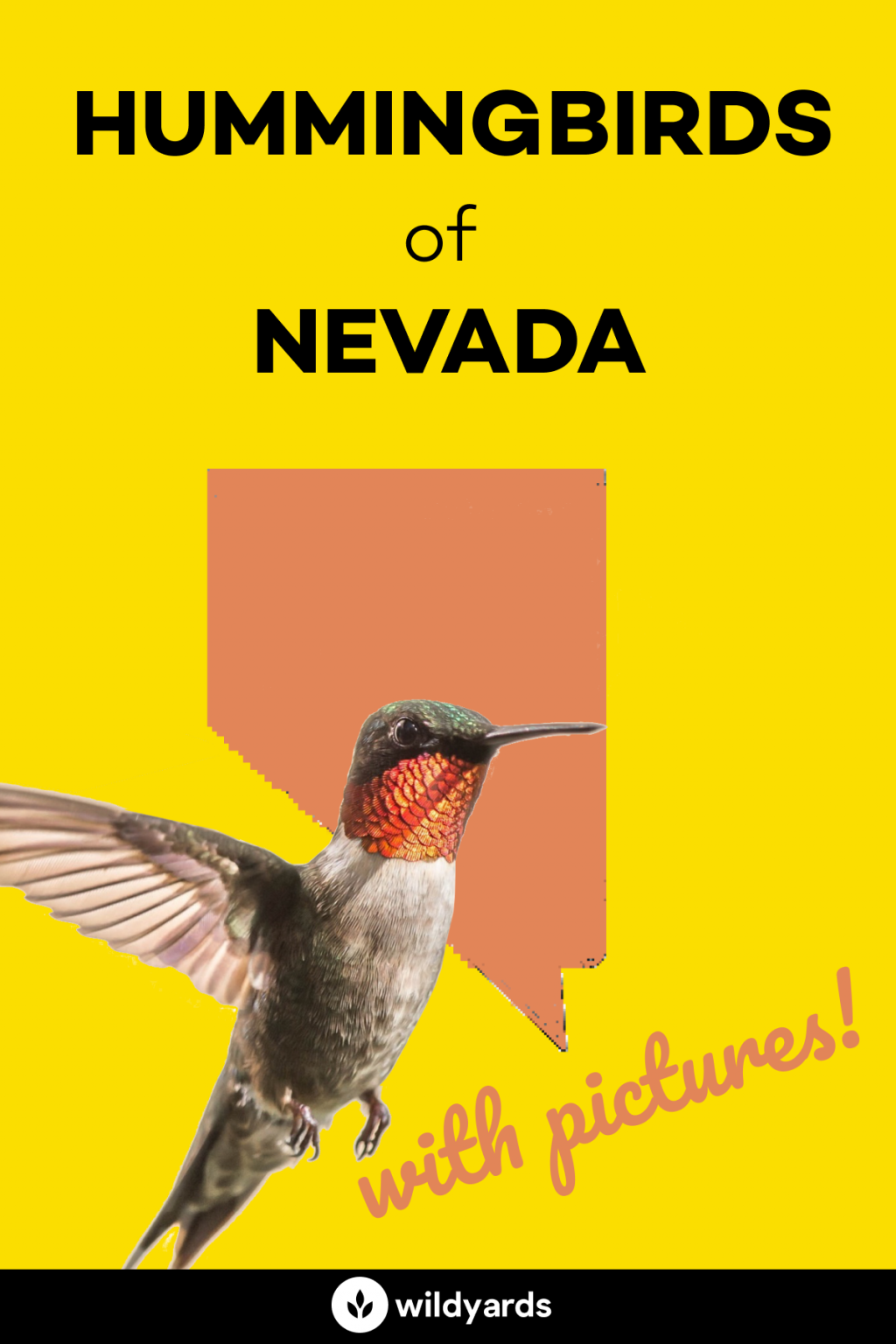 All 10 Hummingbirds in Nevada [With Pictures & Maps]