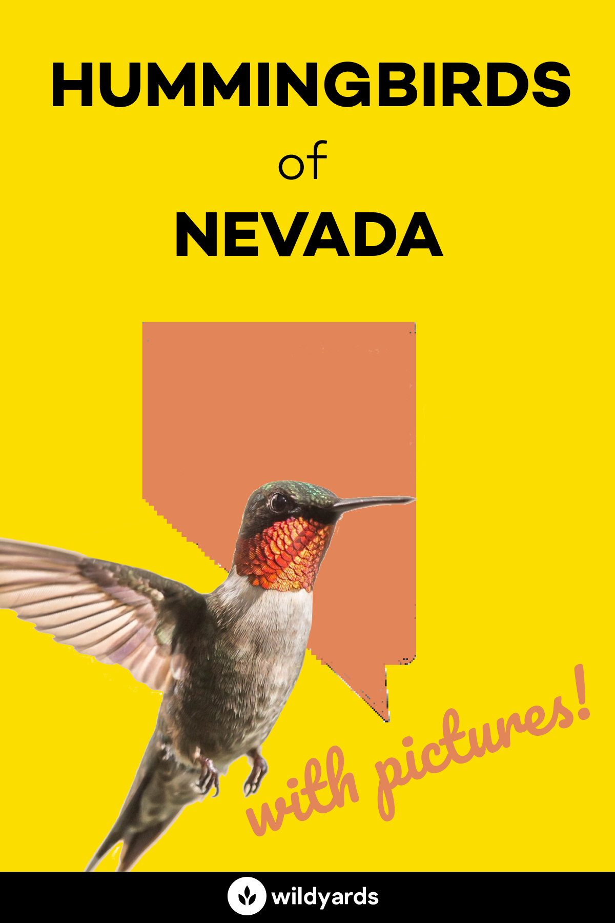 All 10 Hummingbirds in Nevada [With Pictures & Maps]