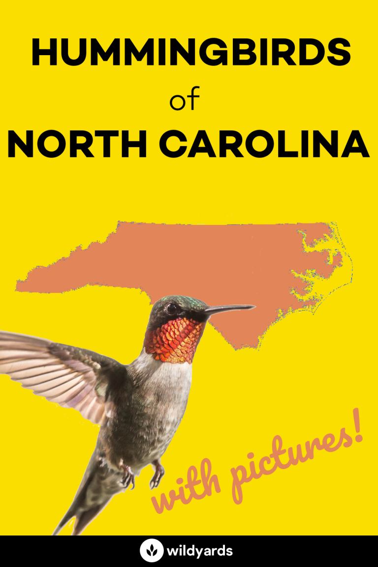 All 8 Hummingbirds in North Carolina [With Pictures & Maps]