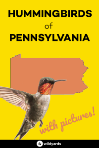 All 2 Hummingbirds in Pennsylvania [With Pictures & Maps]