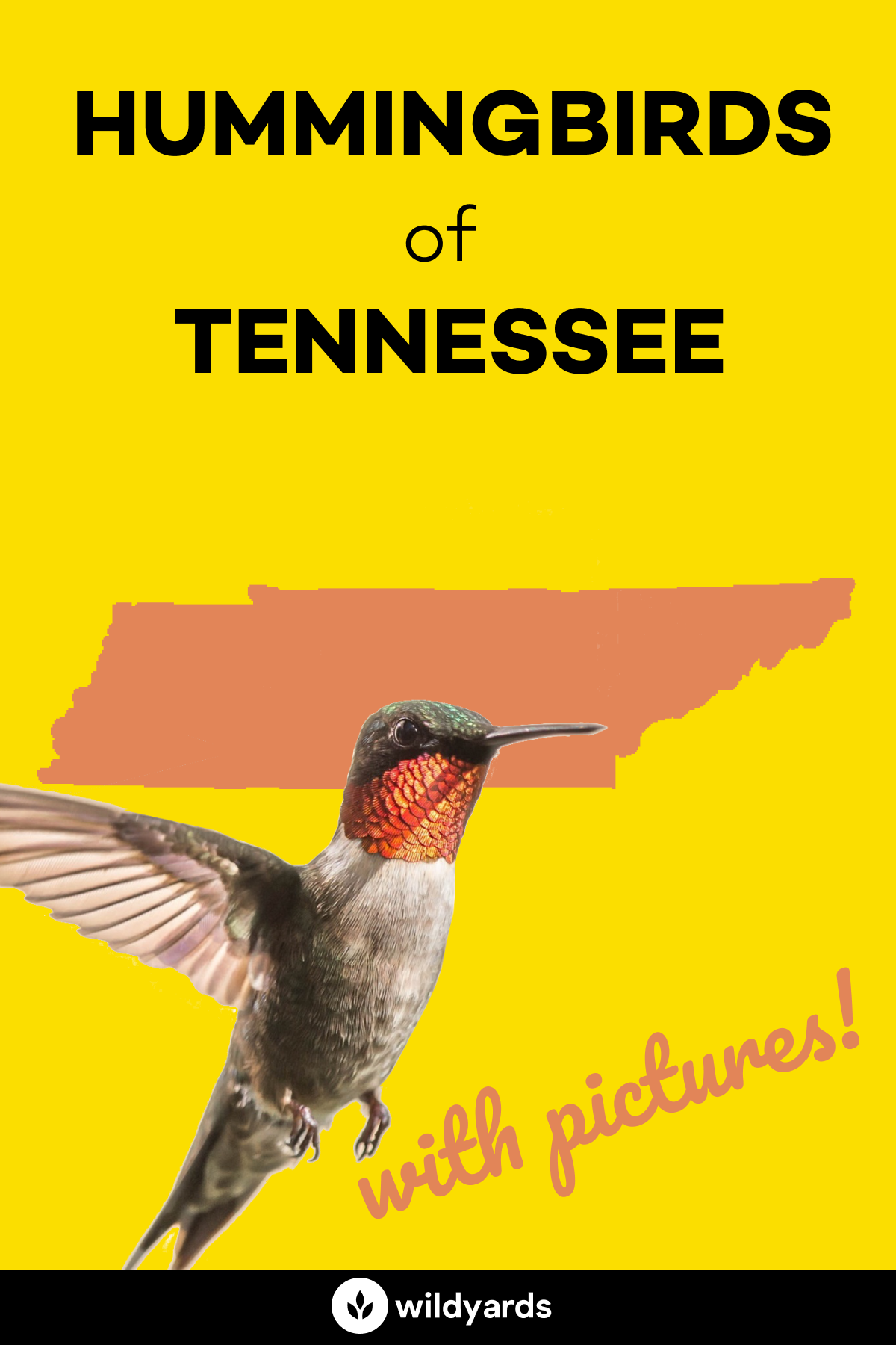 All 6 Hummingbirds in Tennessee [With Pictures & Maps]
