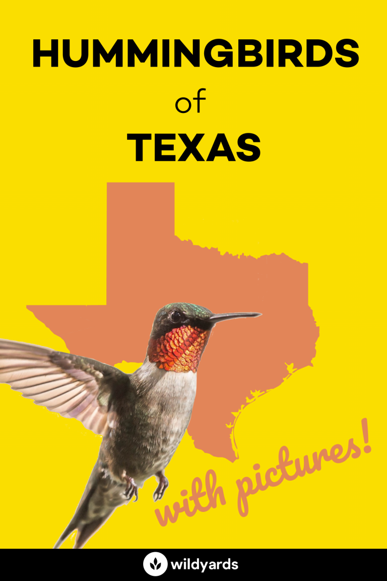 All 19 Hummingbirds in Texas [With Pictures & Maps]