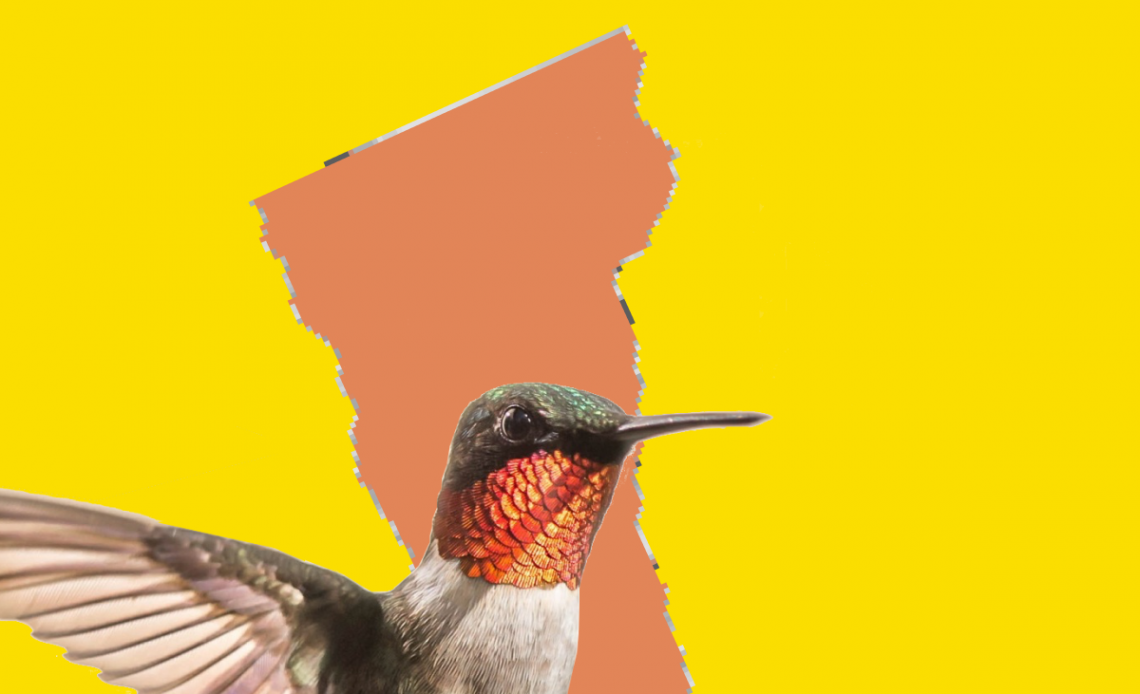 All 2 Hummingbirds in Vermont [With Pictures & Maps]