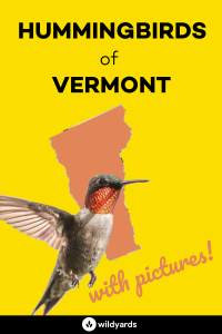 All 2 Hummingbirds in Vermont [With Pictures & Maps]