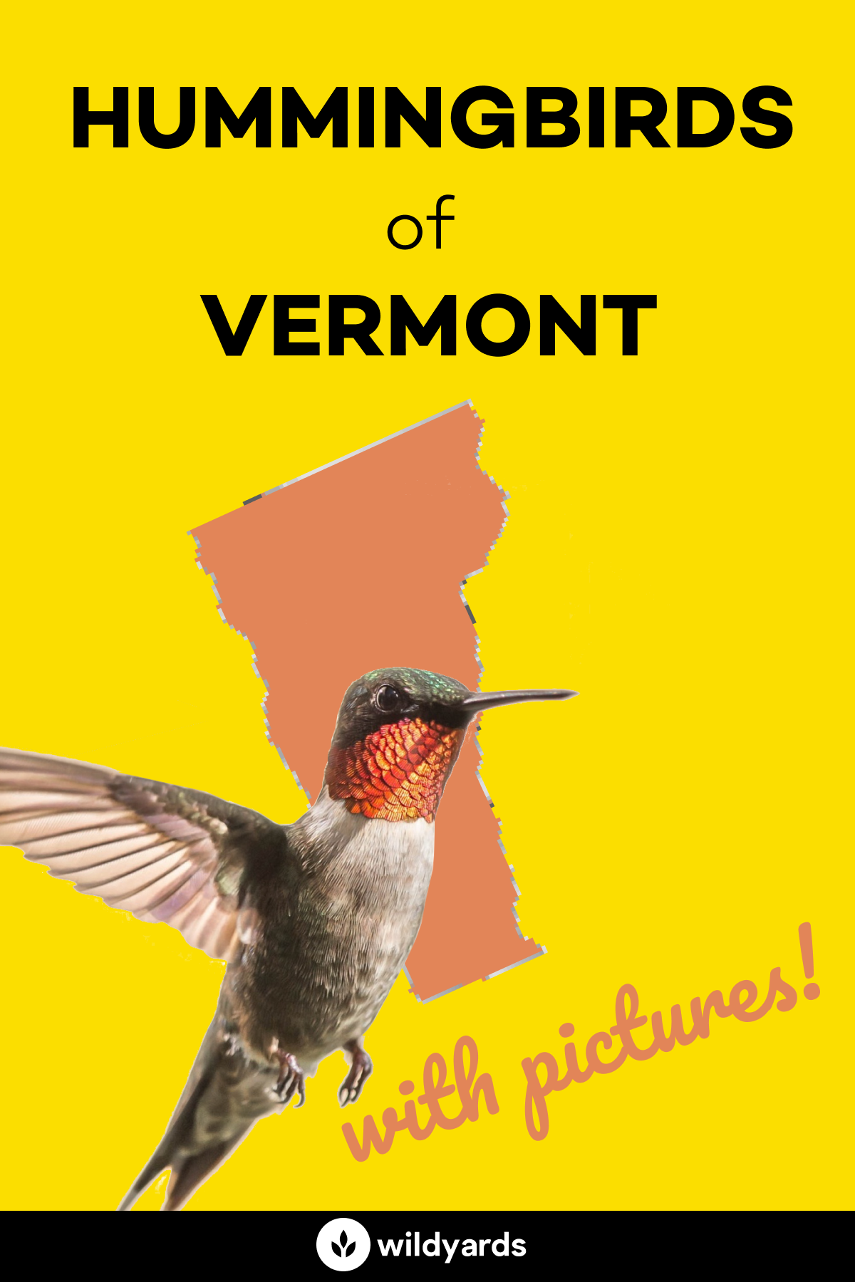 All 2 Hummingbirds in Vermont [With Pictures & Maps]