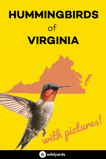All 3 Hummingbirds in Virginia [With Pictures & Maps]