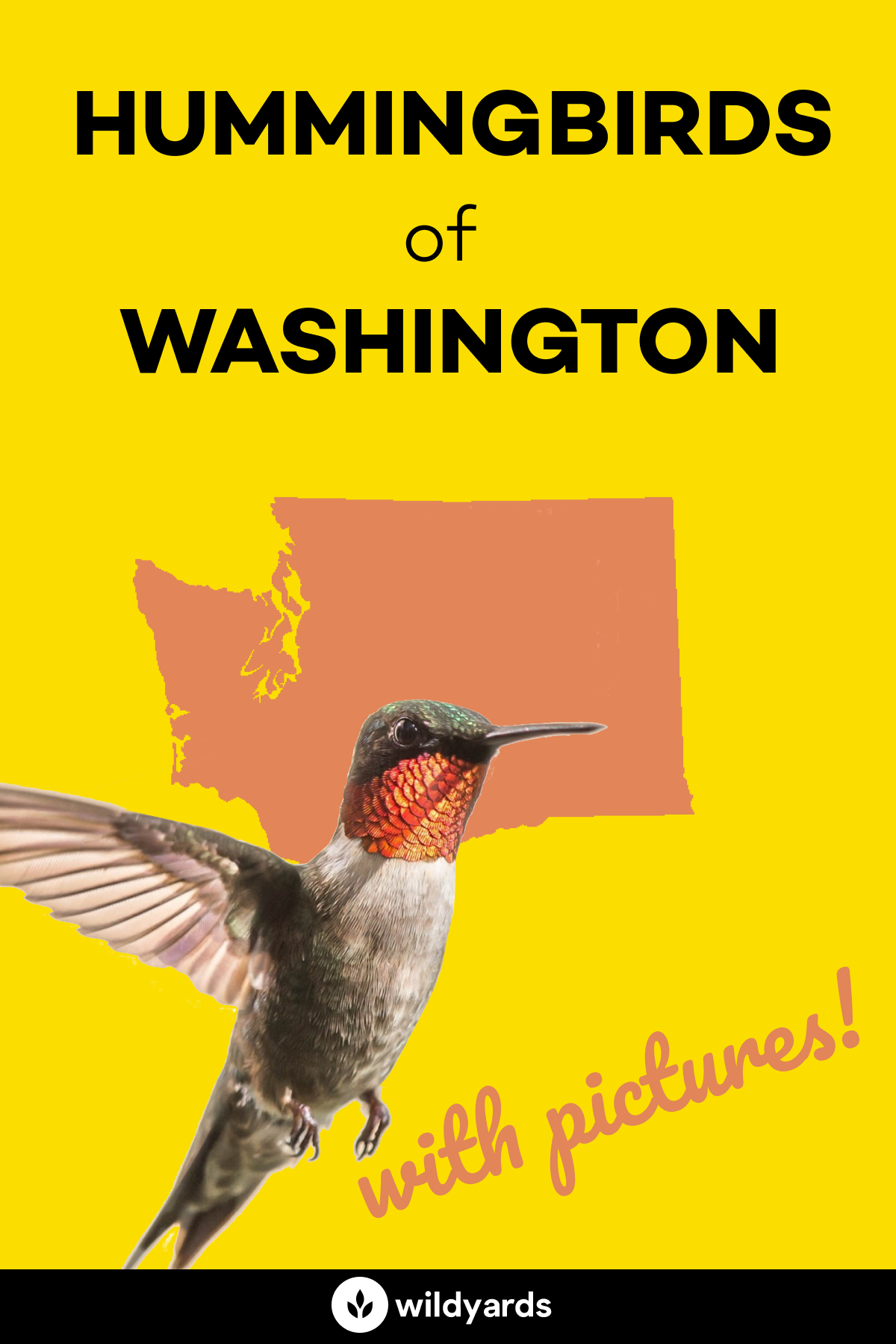 All 7 Hummingbirds in Washington [With Pictures & Maps]