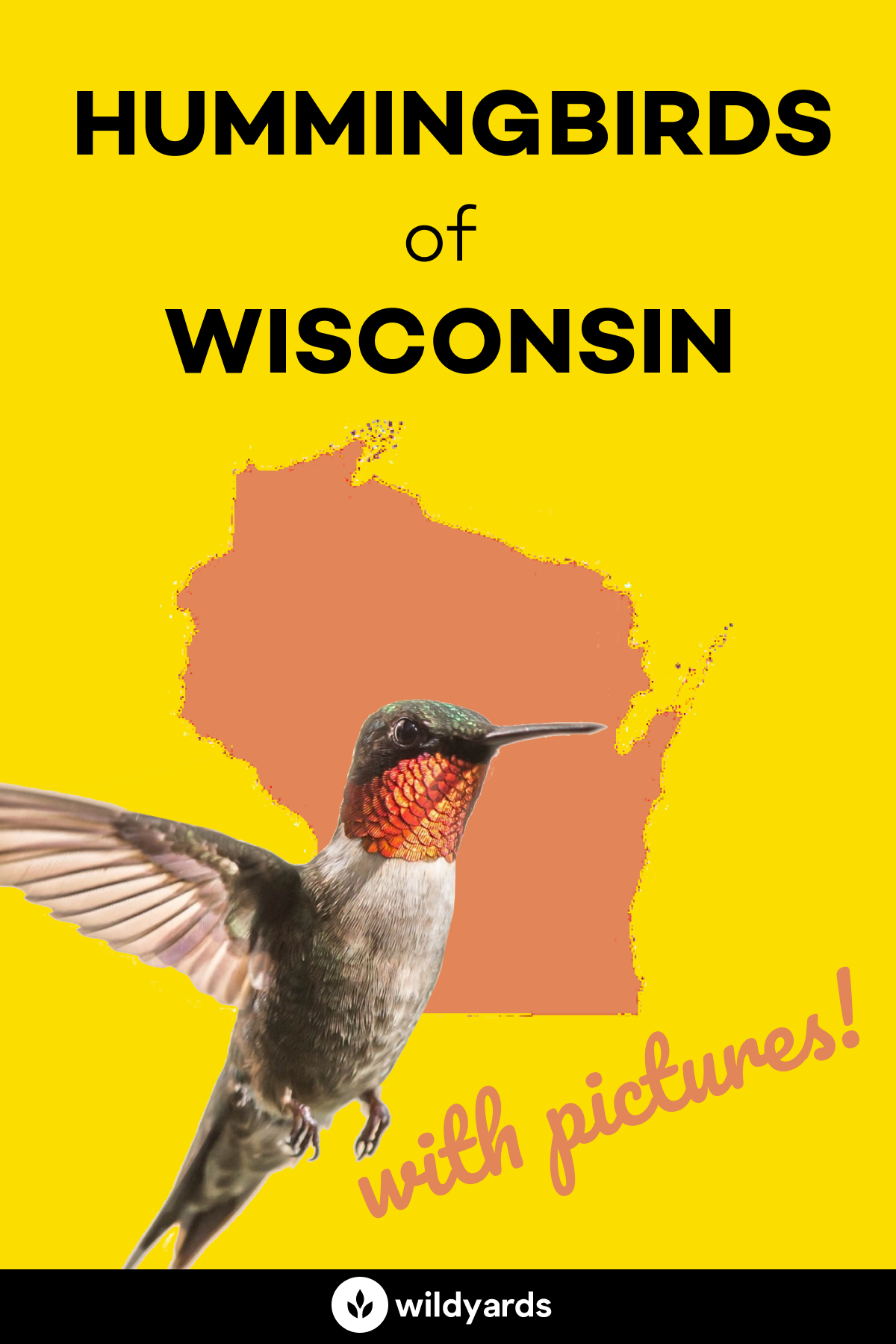 All 6 Hummingbirds in Wisconsin [With Pictures & Maps]
