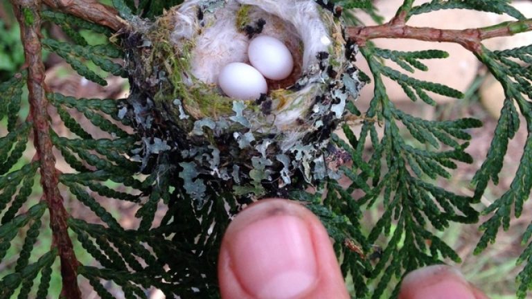 Hummingbird Eggs: The Amazing Facts & Plenty of Pictures