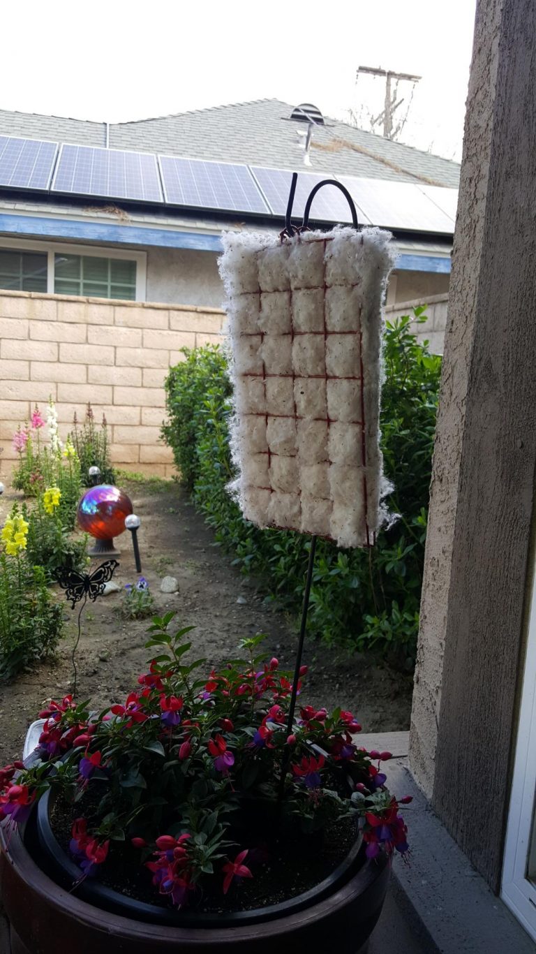 Hummingbird Nests: Everything You Never Knew