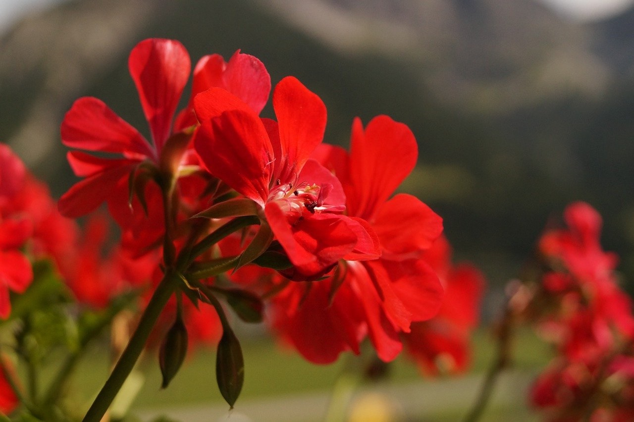 18 Annual Flowers That Attract Hummingbirds 18 Annual Flowers That Attract Hummingbirds
