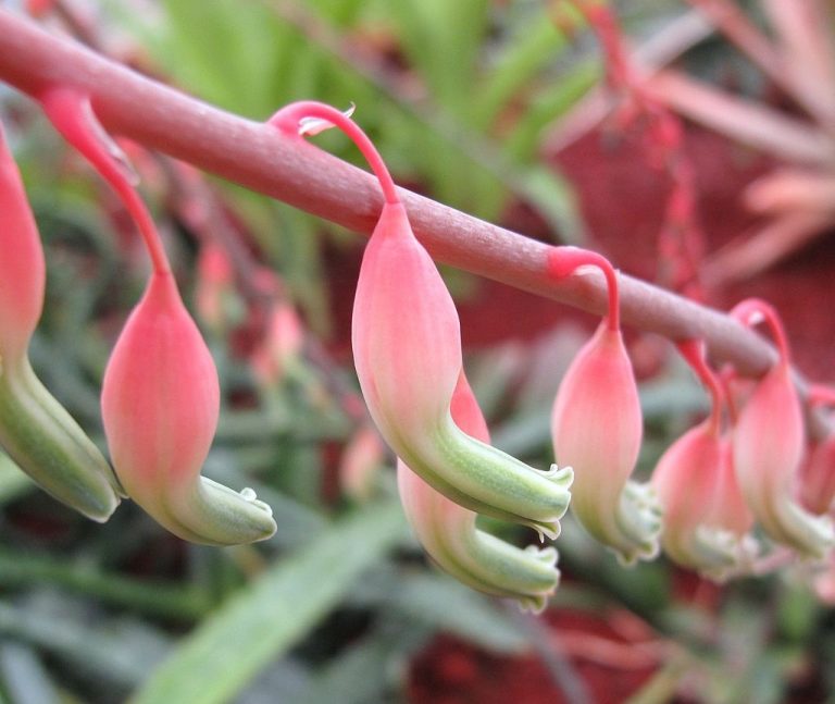 6 Succulents That Attract Hummingbirds