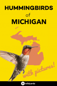 All 6 Hummingbirds in Michigan [With Pictures & Maps]