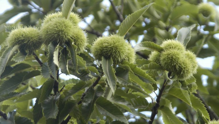 Top 5 5 Trees That Attract Deer To Your Yard