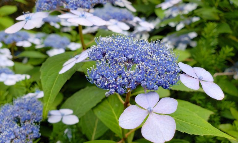 Do Hydrangeas Attract Bees or Wasps?