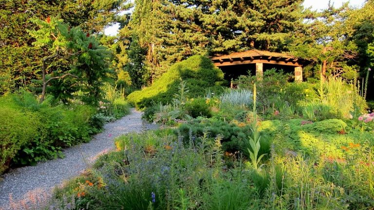 How To Rewild Your Lawn