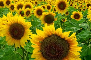 7 6 Plants That Attract Deer To Your Yard