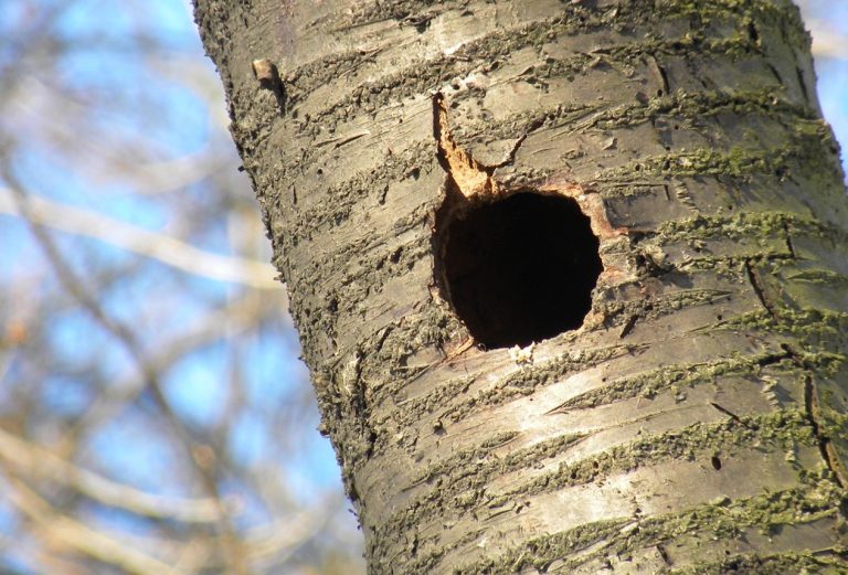 Woodpecker Nests: Everything You Need to Know