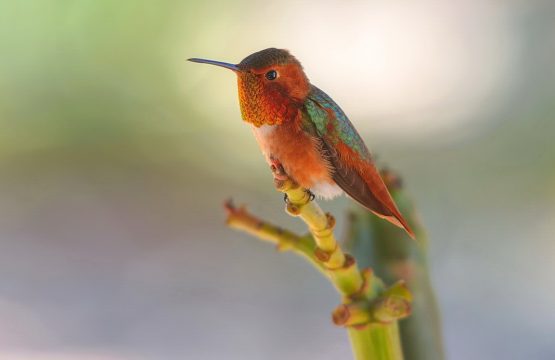 Do Hummingbirds Attack Humans?