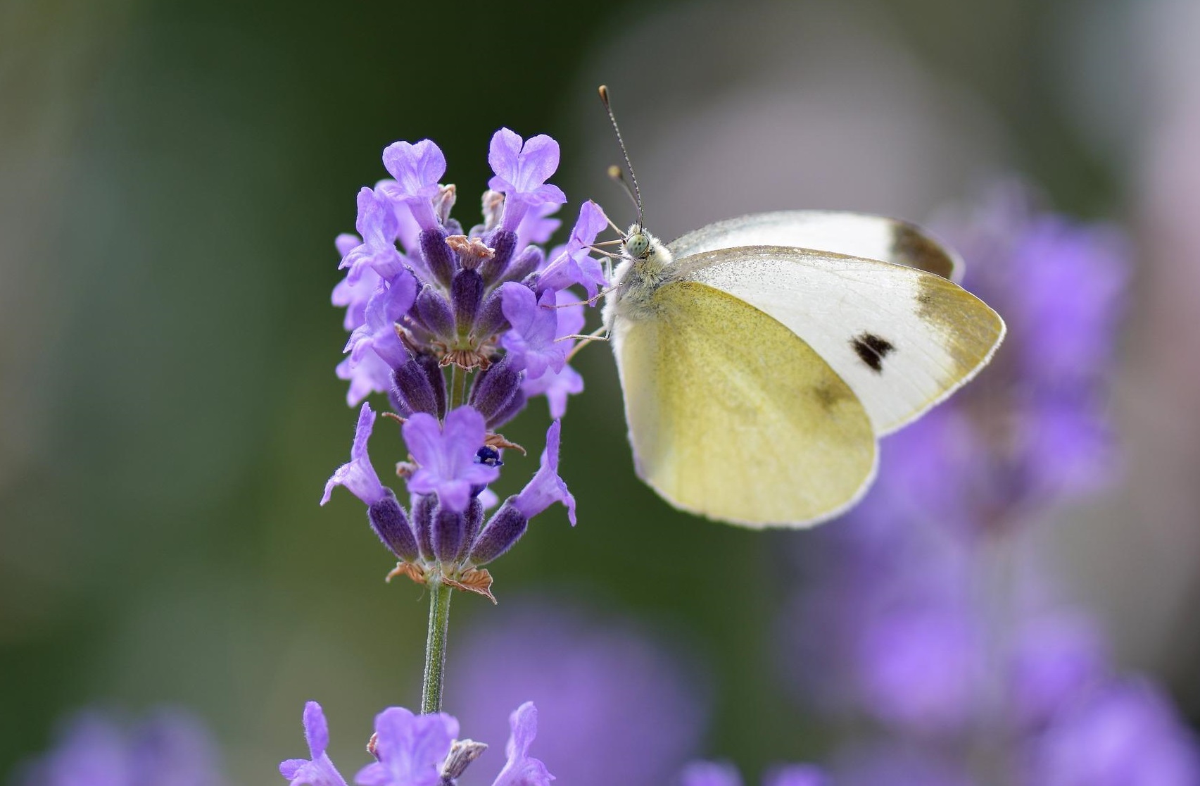 Do Butterflies Like Lavender Do Butterflies Like Lavender
