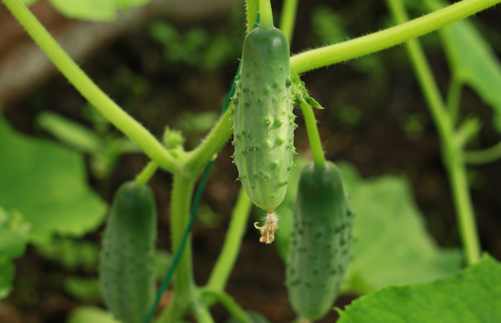 Do Deer Eat Cucumbers And Other Nuts You Should Feed Them 