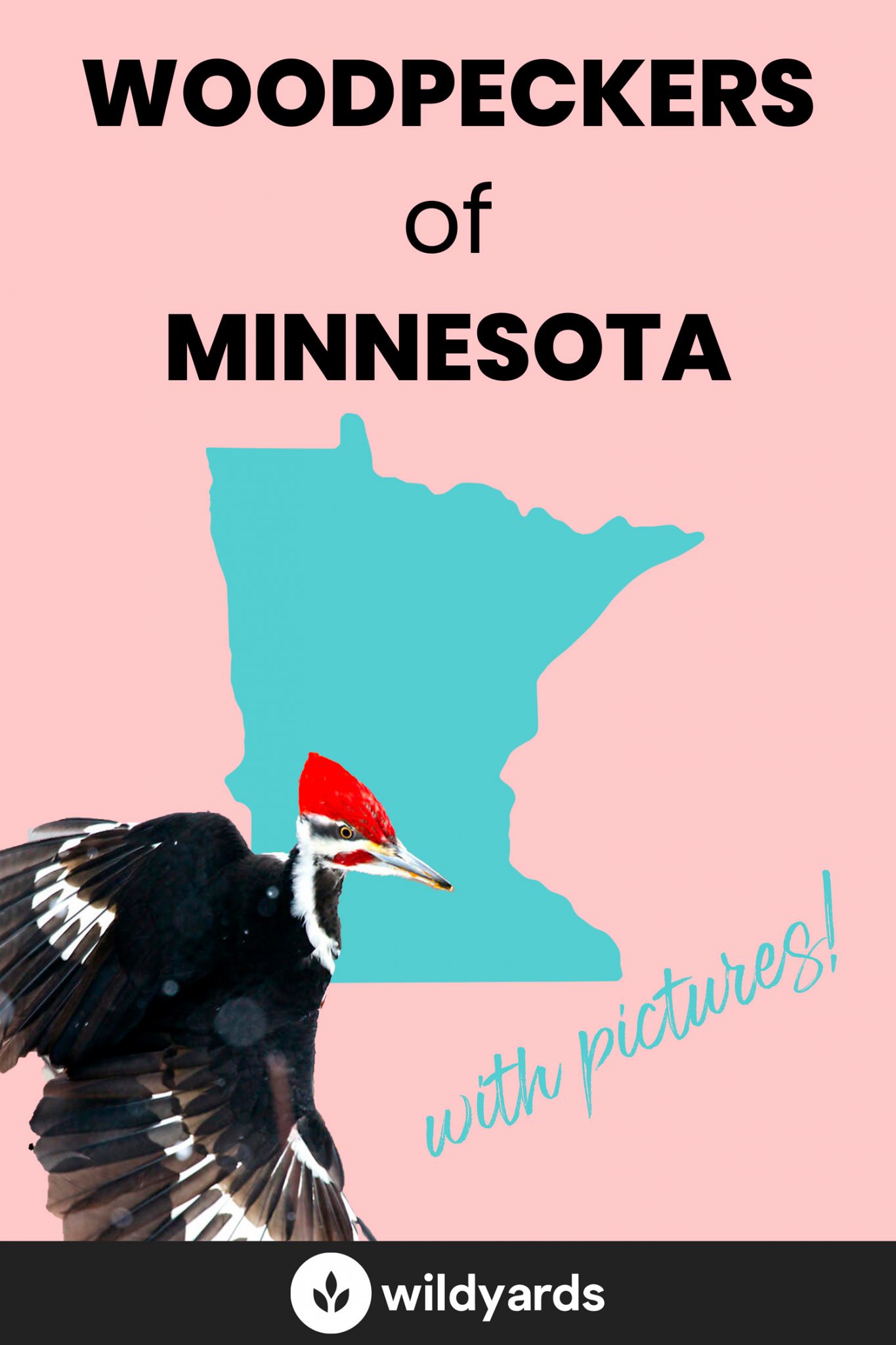 All 9 Woodpeckers in Minnesota [With Pictures & Maps]