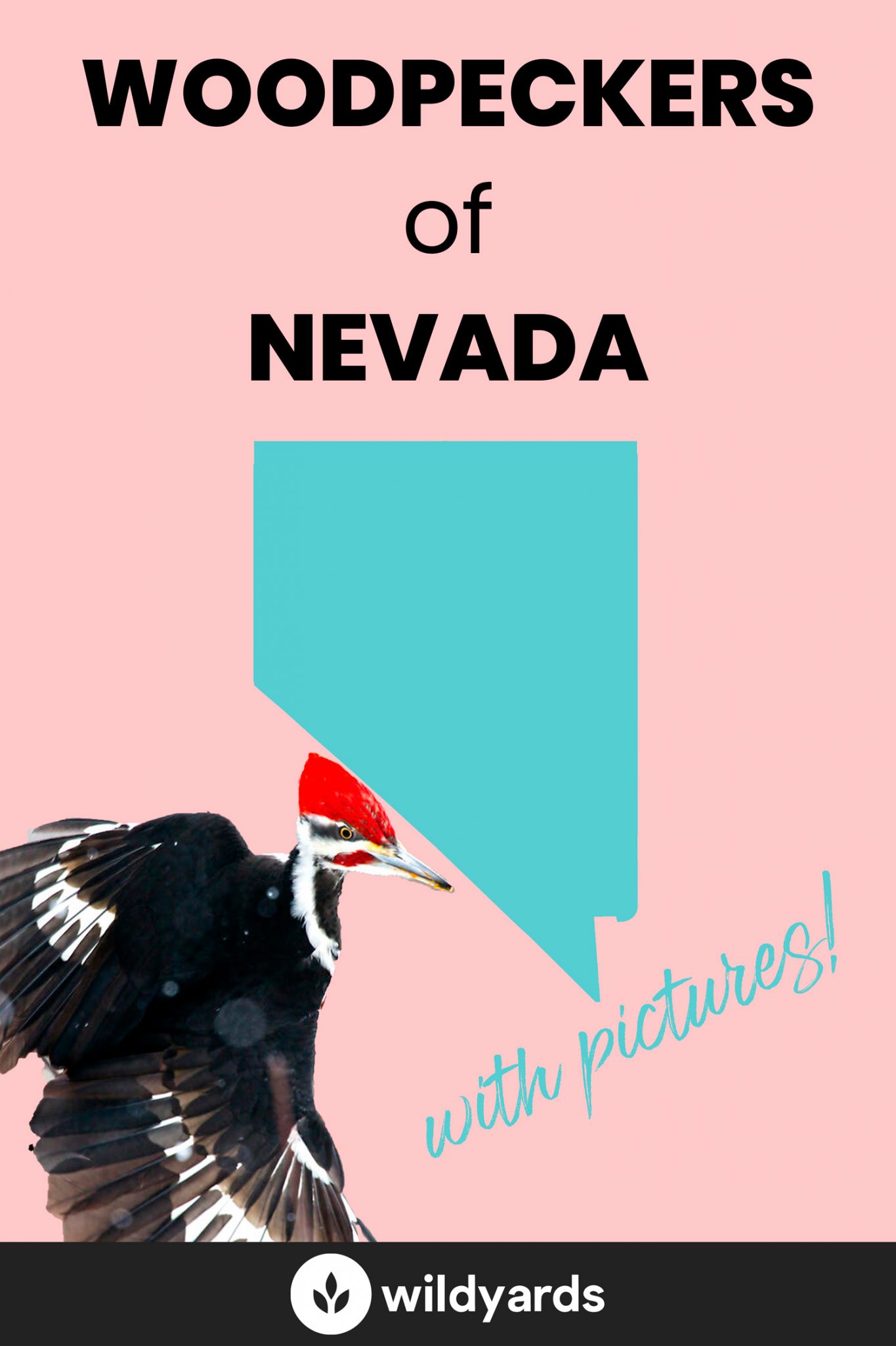 All 16 Woodpeckers in Nevada [With Pictures & Maps]