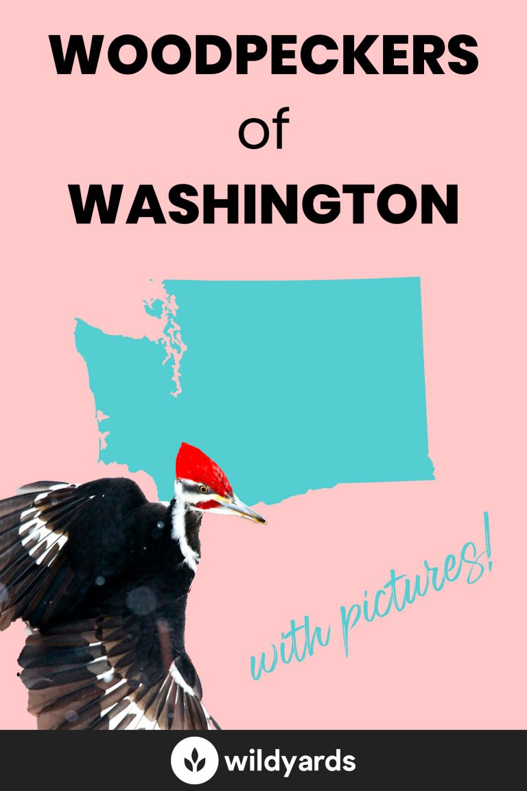 All 11 Woodpeckers in Washington [With Pictures & Maps]