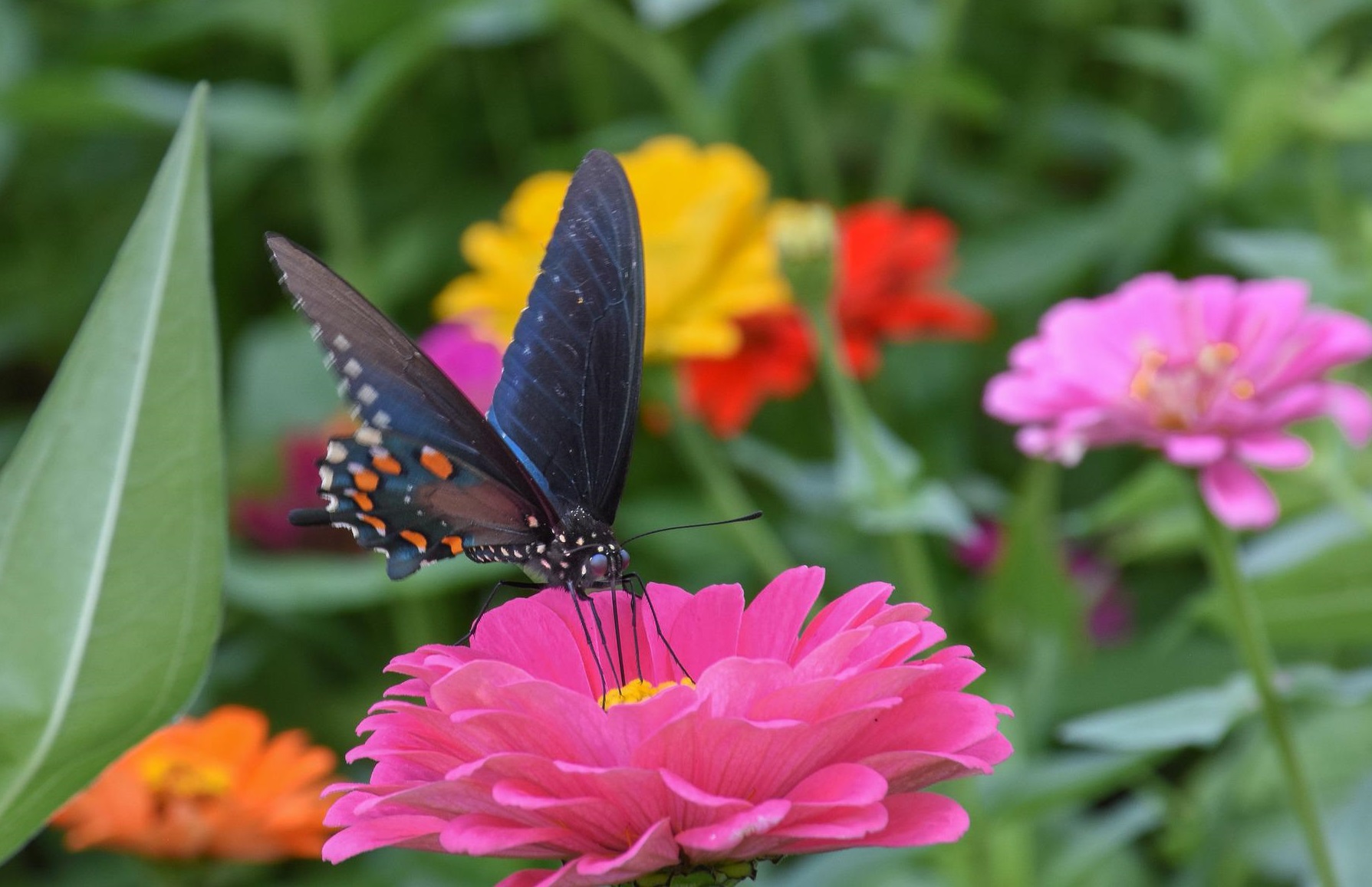 Do Butterflies Like Dahlias Do Butterflies Like Dahlias