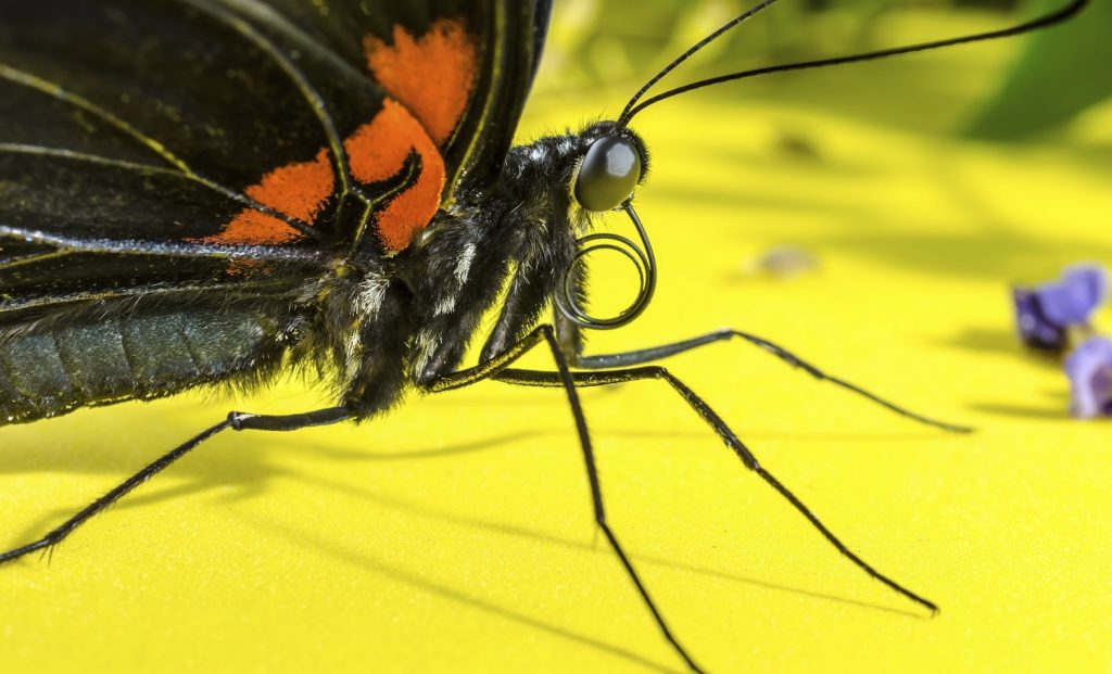 What Do Butterflies Eat?