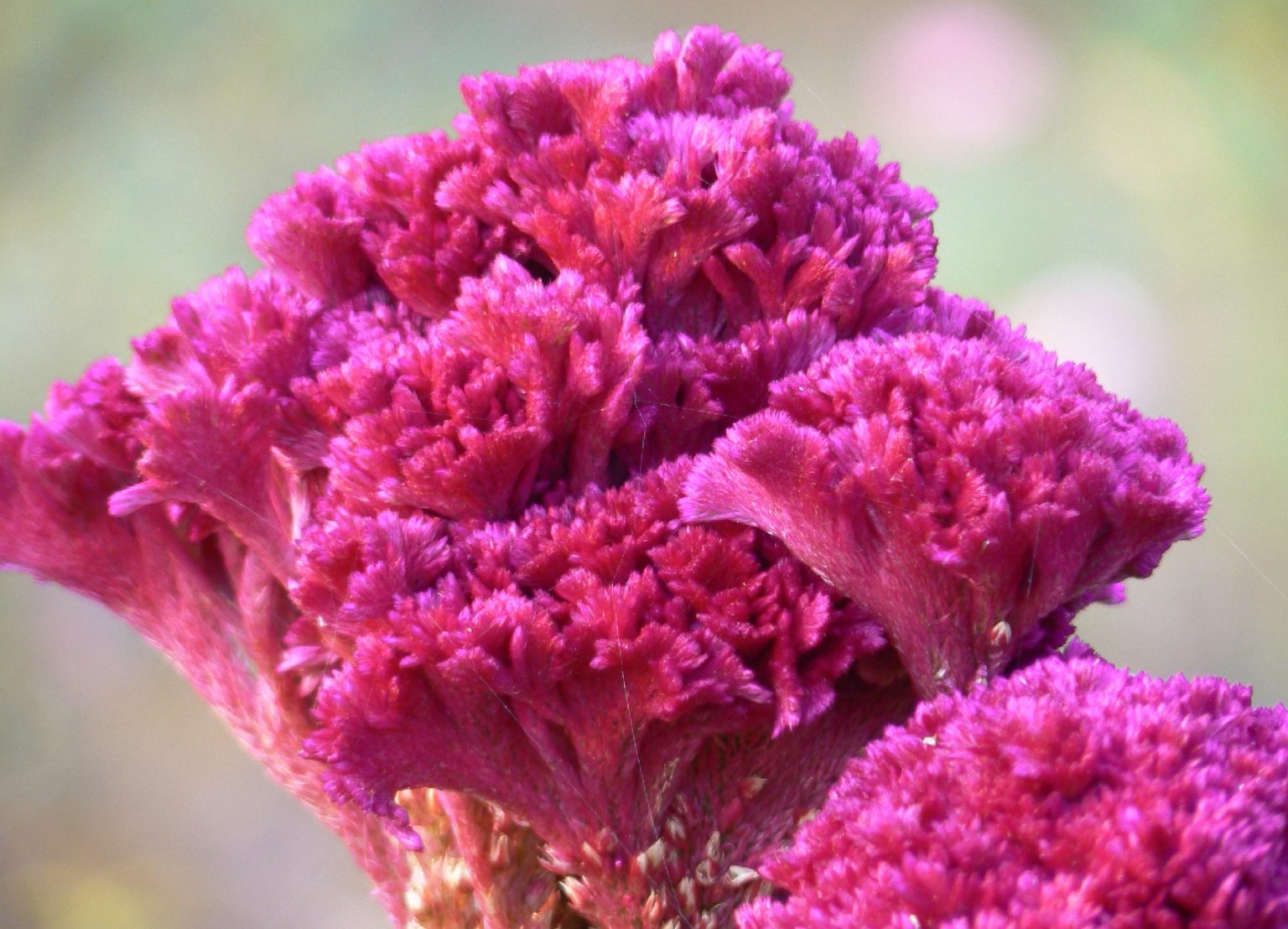 6 Amazing Plants That Look Like Feathers
