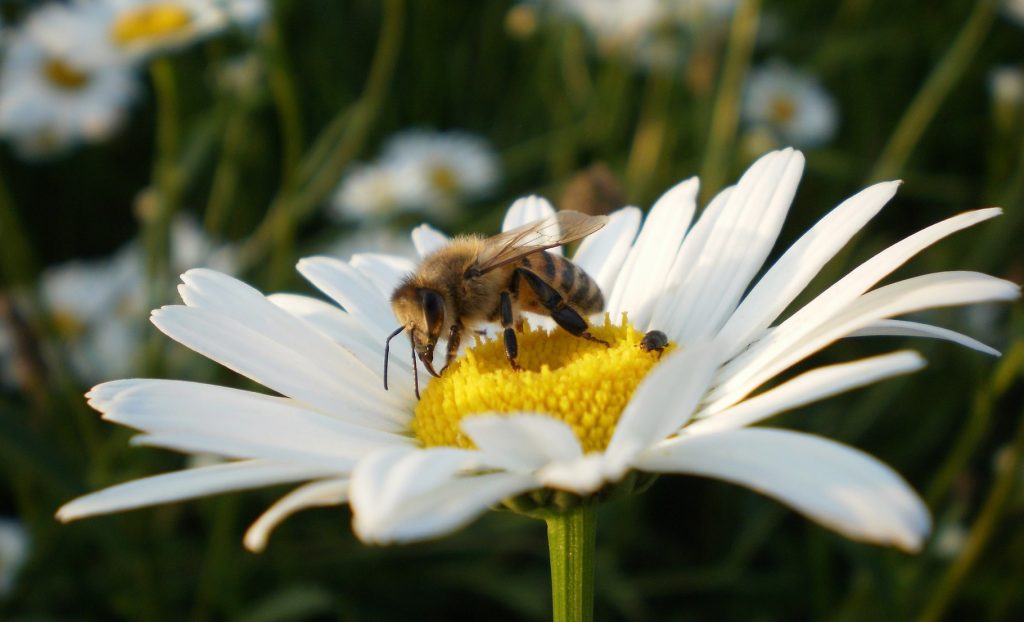 Do Bees Like Daisies?