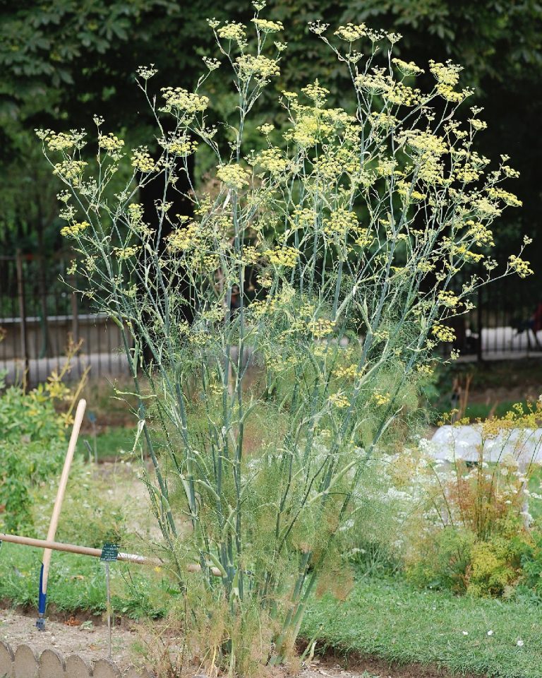 3 Plants That Look Like Fennel (Don’t Mix Them Up!)