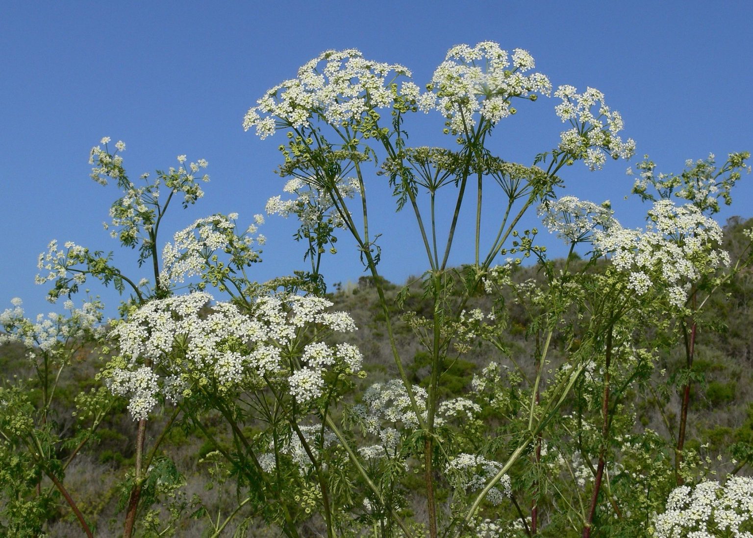 3 Plants That Look Like Fennel (Don’t Mix Them Up!)