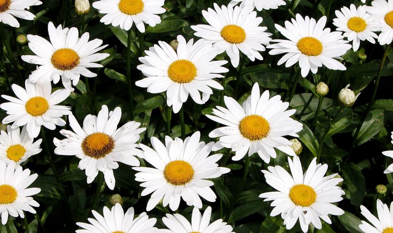 Do Bees Like Daisies?