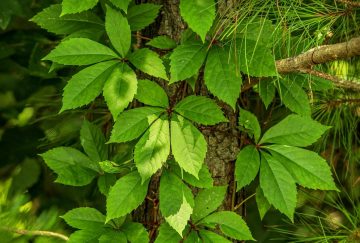 5 Plants That Look Like Poison Ivy (Don't Mix Them Up!)