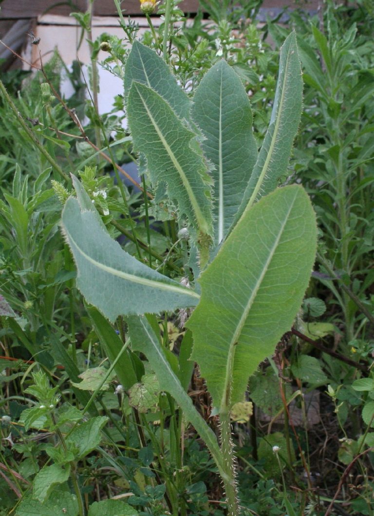 4 Plants That Look Like Dandelion Leaves