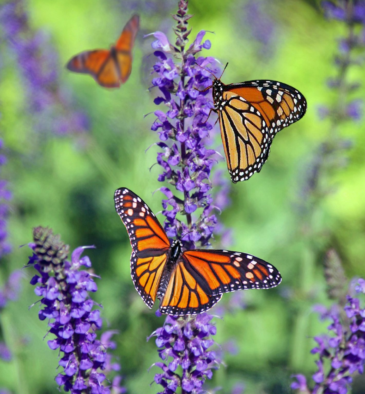 30 Plants and Flowers For The Perfect Butterfly Garden