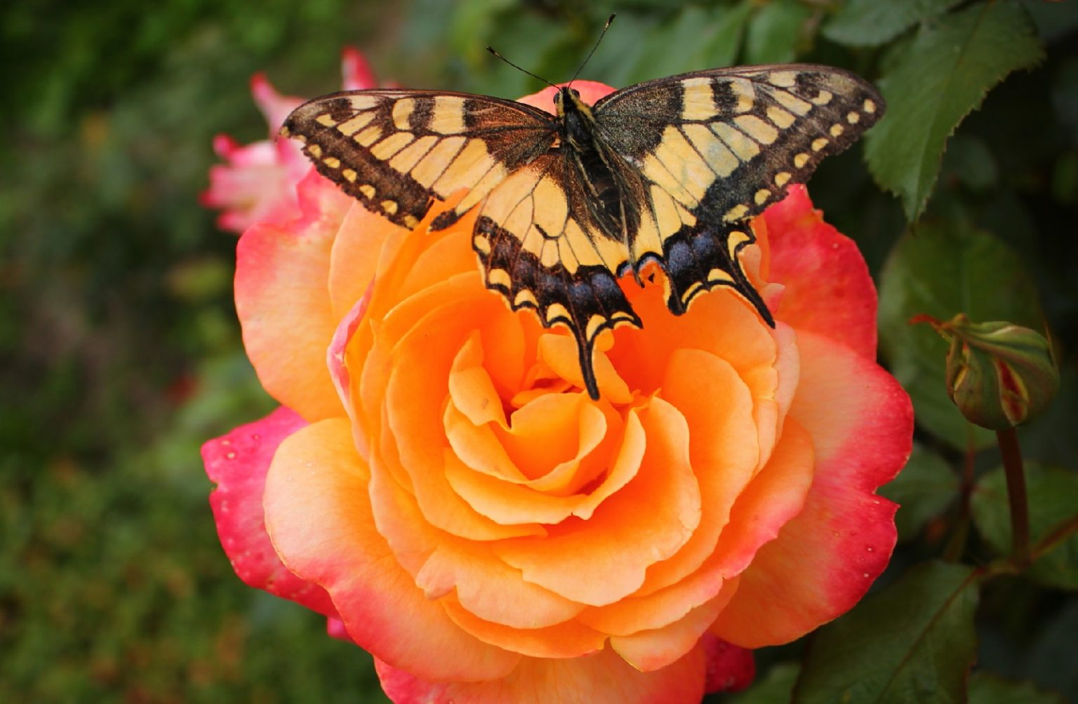 30 Plants and Flowers For The Perfect Butterfly Garden