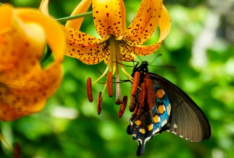 30 Plants and Flowers For The Perfect Butterfly Garden