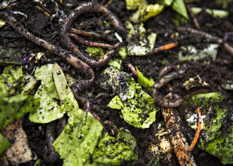 How To Start Composting In A Five-Gallon Bucket