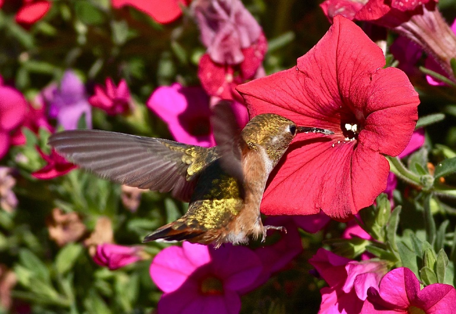 The 34 Best Hummingbird Flowers to Grow in Your Garden