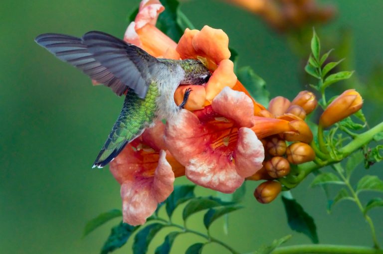The 34 Best Hummingbird Flowers to Grow in Your Garden
