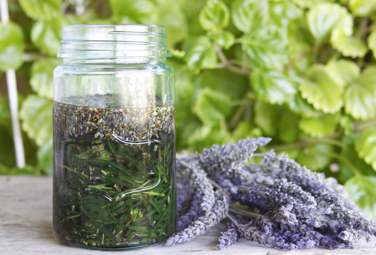 9 Homemade Insecticide Recipes To Protect Your Plants